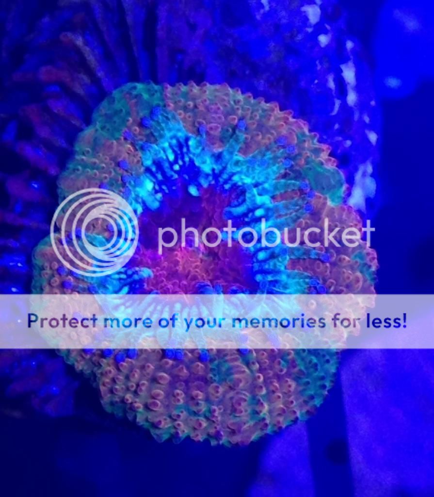 FS: "Rabies" Grafted Acan Lord $100 + Shipping | Reef2Reef