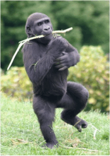Dancing Gorilla gif by jimnic1-photos | Photobucket